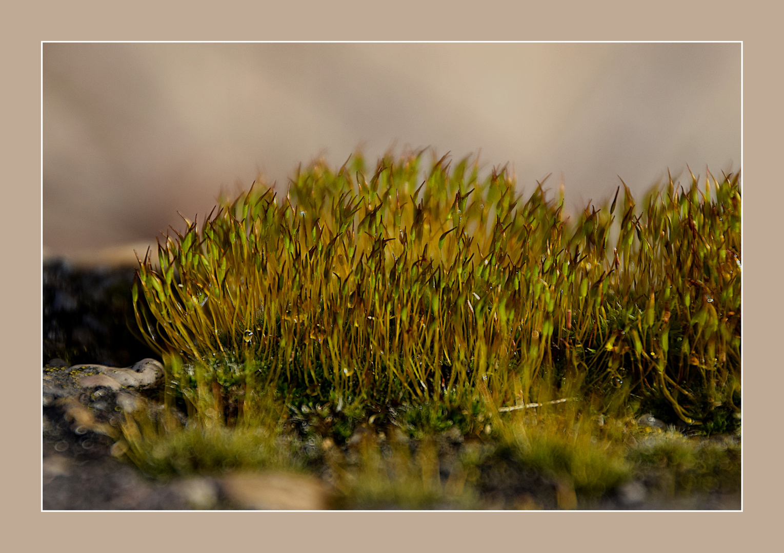 Moos Foto & Bild | natur, pflanzen, moos Bilder auf fotocommunity