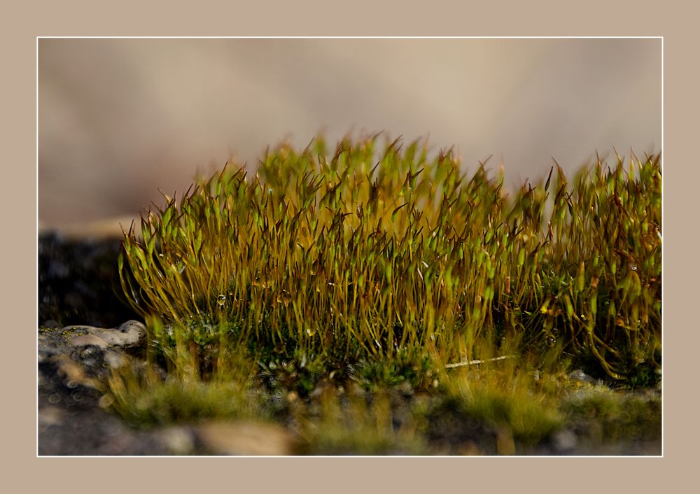 Moos Foto & Bild | natur, pflanzen, moos Bilder auf fotocommunity