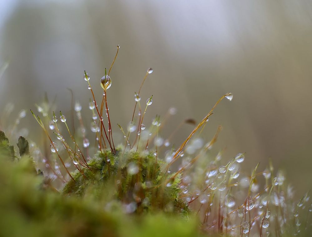 °Moos° Foto & Bild | makro, natur, moos Bilder auf fotocommunity