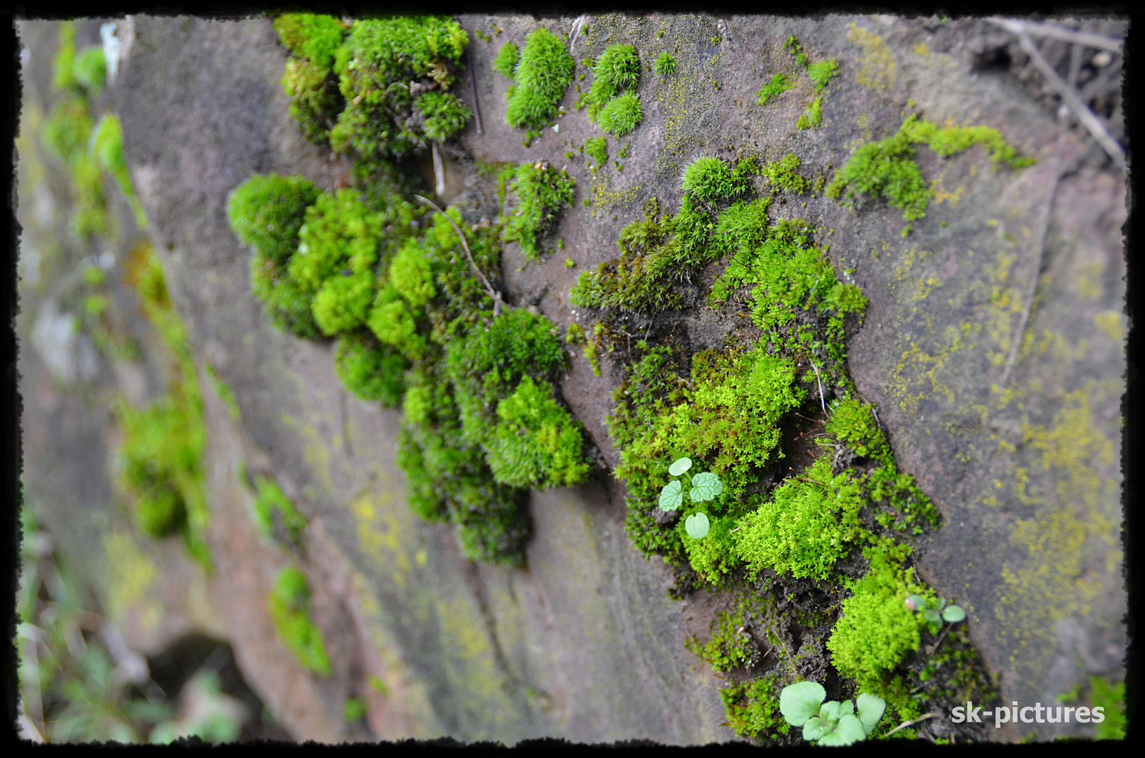 Moos... Foto & Bild | landschaft, wald, natur Bilder auf fotocommunity