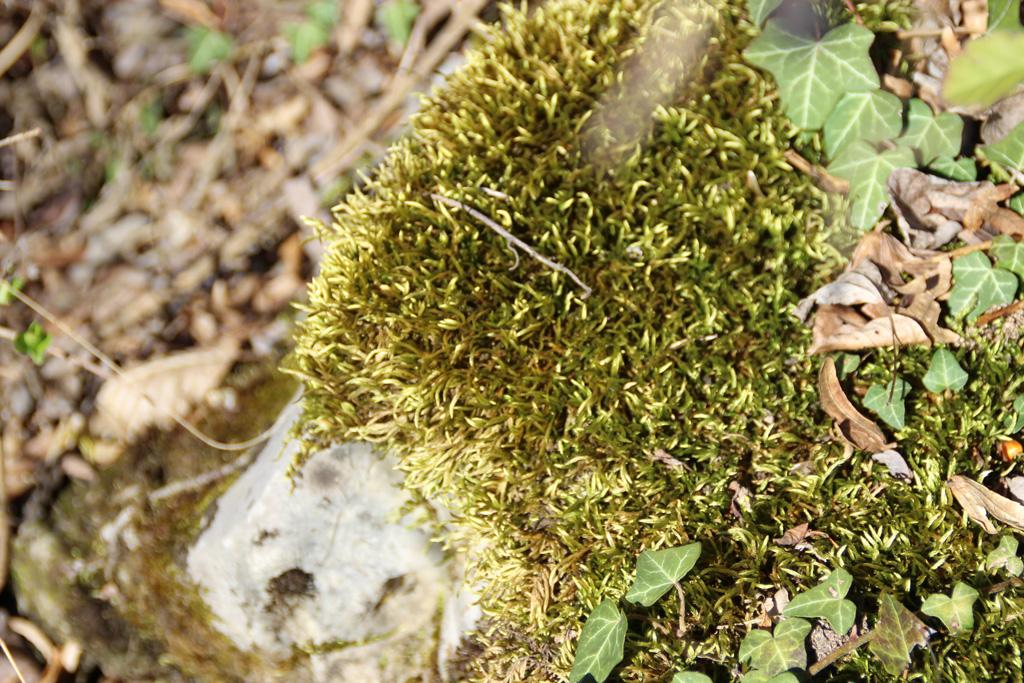 Moos Foto & Bild | pflanzen, samen, natur, pflanzen Bilder auf ...