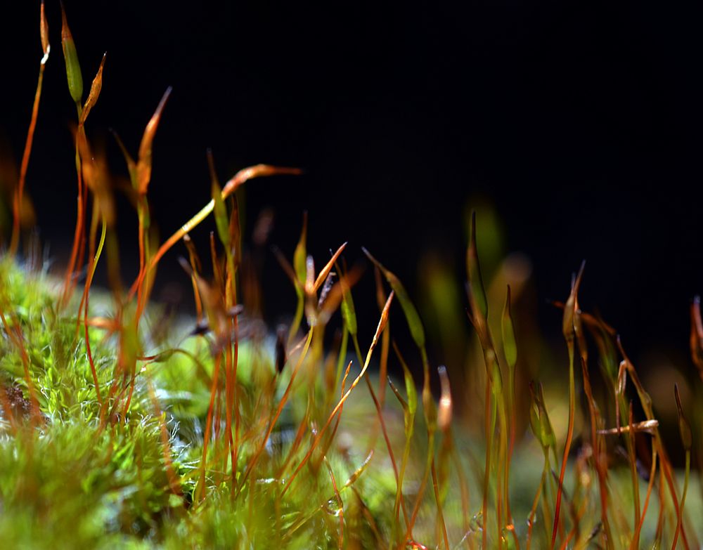 Moos Foto & Bild | pflanzen, pilze & flechten, moose & farne, makro ...