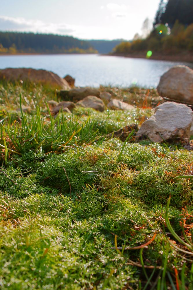 Moos Foto & Bild | pflanzen, pilze & flechten, moose & farne, fotos ...