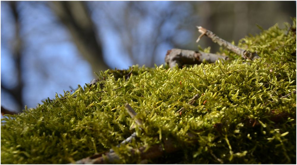 Moos Foto & Bild | natur, pflanzen, moos Bilder auf fotocommunity