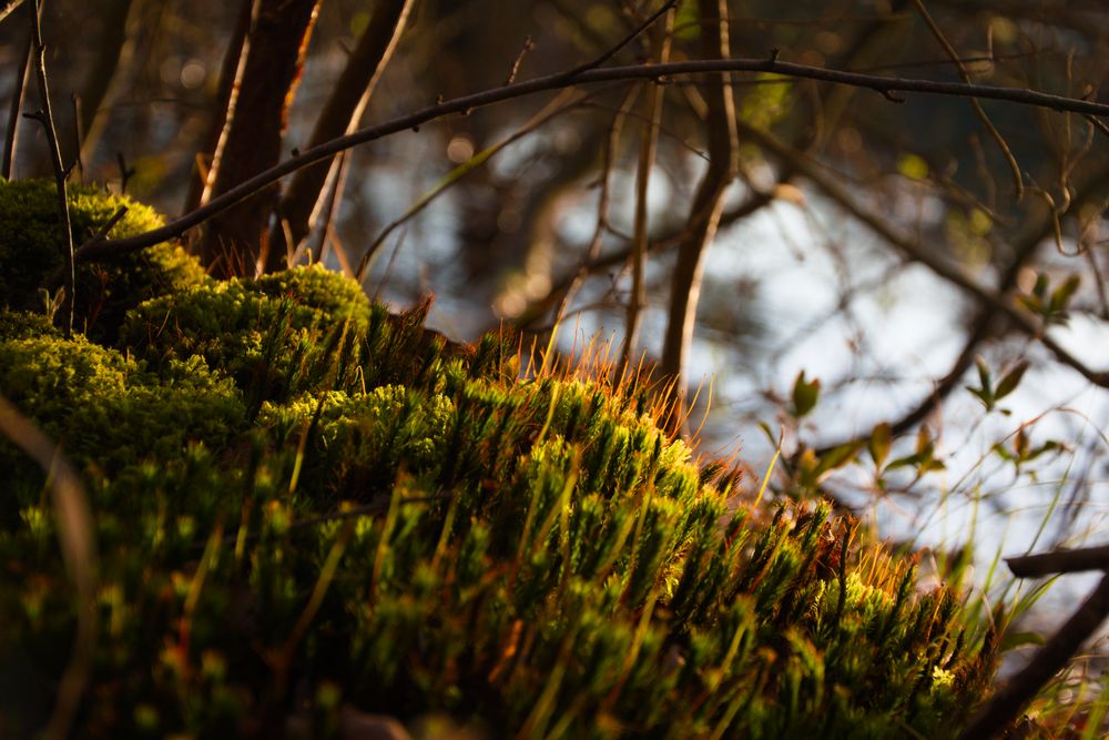 Moos Foto & Bild | pflanzen, kreativ, motive Bilder auf fotocommunity