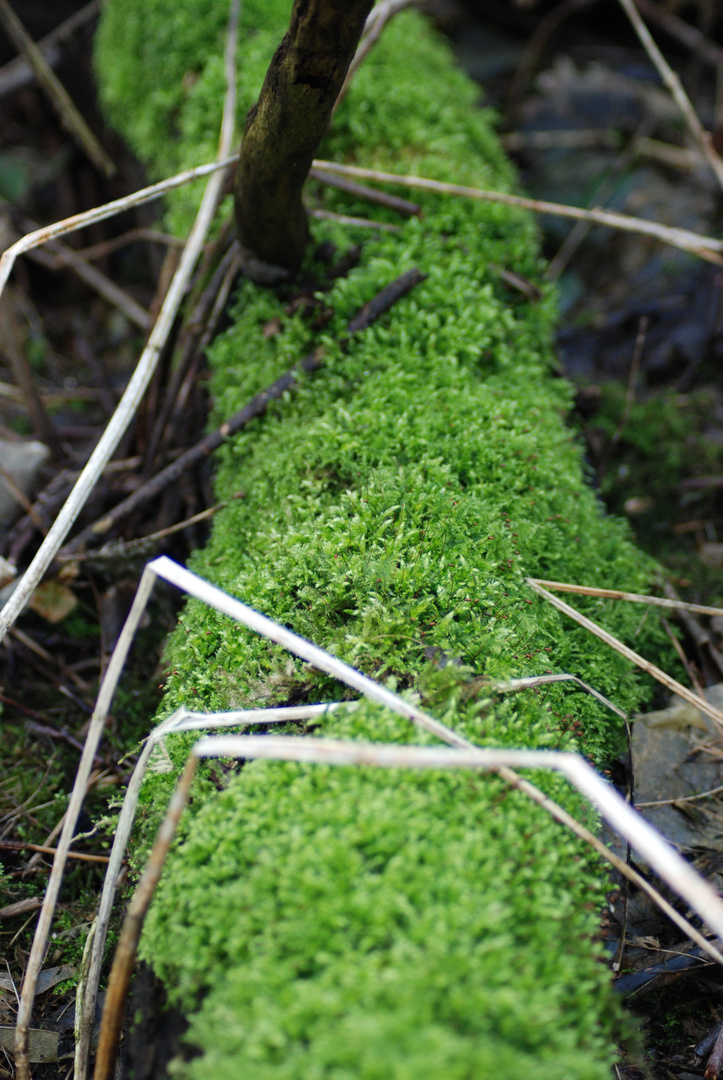 Moos Foto & Bild | deutschland, europe, schleswig- holstein Bilder auf ...