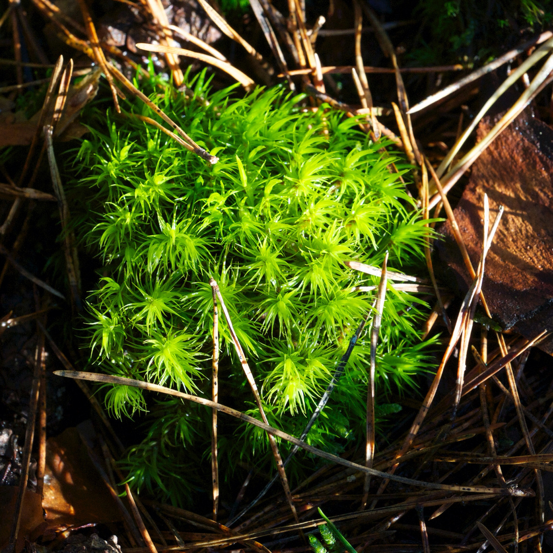 Moos Foto & Bild | landschaft, wald, urlaub Bilder auf fotocommunity