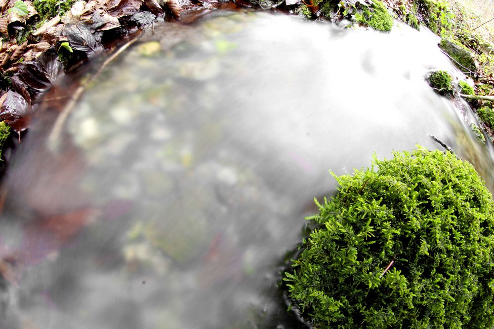 Moos am Bach - Bild & Foto von LennART Hagemann aus Wasser - Fotografie ...