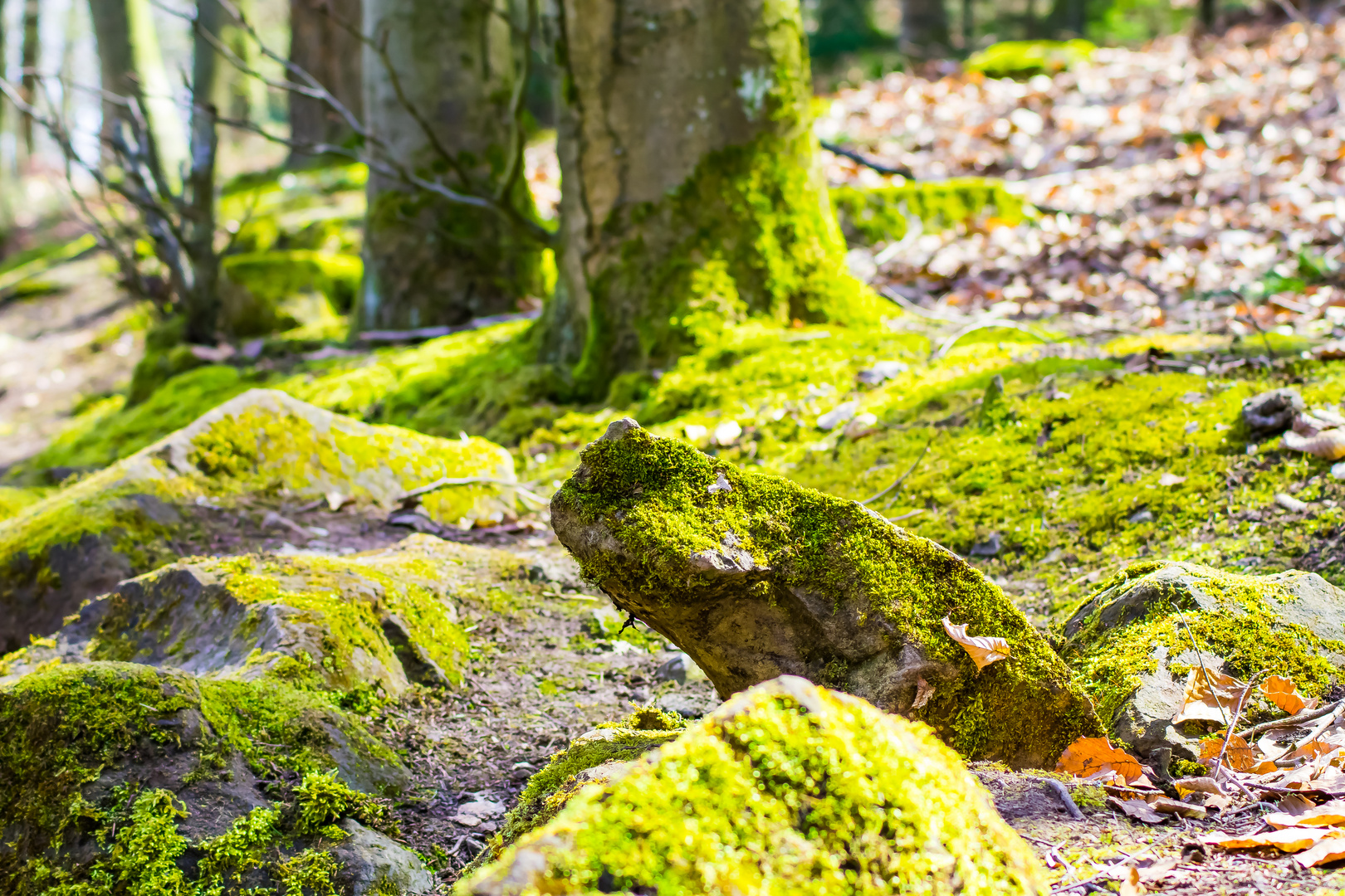 Moos am Fels Foto & Bild | pflanzen, pilze & flechten, moose & farne ...