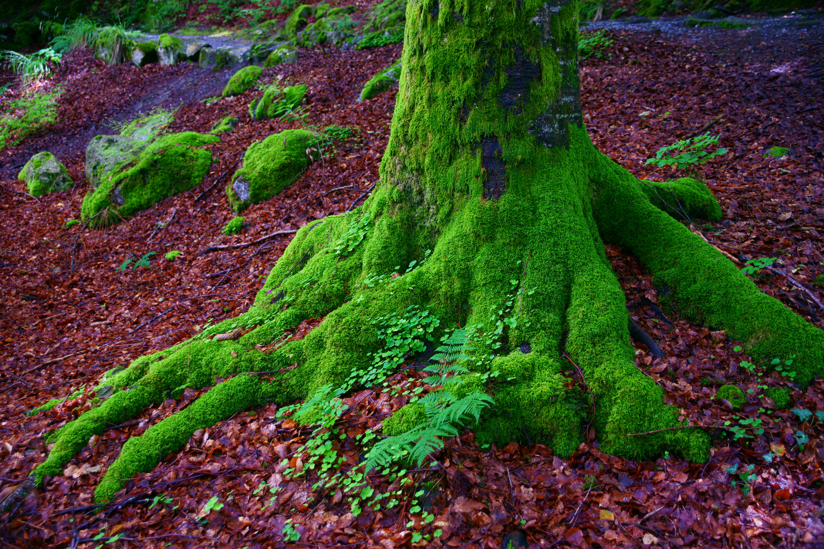 Moos am Stamm Foto & Bild | landschaft, wald, stilleben Bilder auf ...