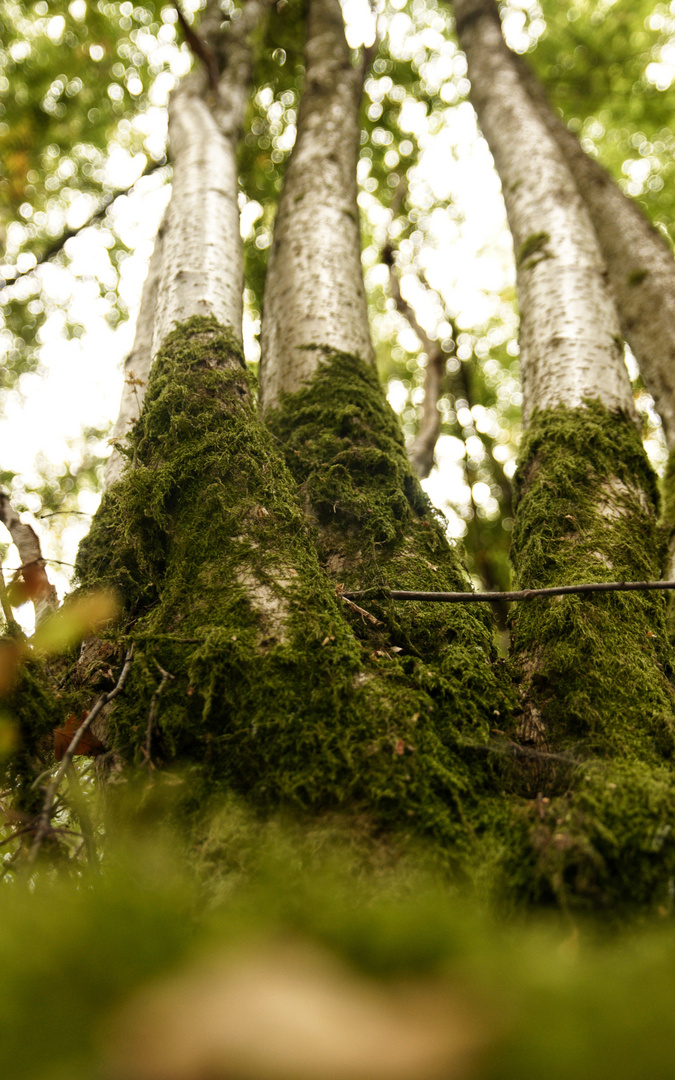 Moos an Bäumen Foto & Bild | natur, pflanzen, wildlife Bilder auf ...