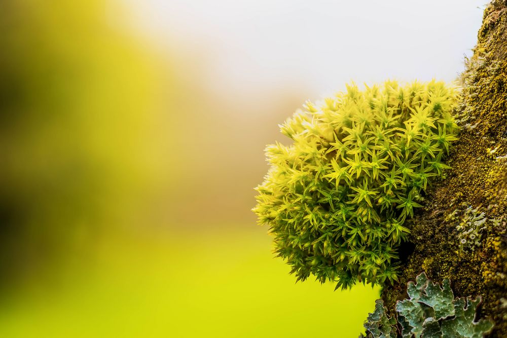 Moos an einem Baum Foto & Bild | pflanzen, pilze & flechten, moose ...