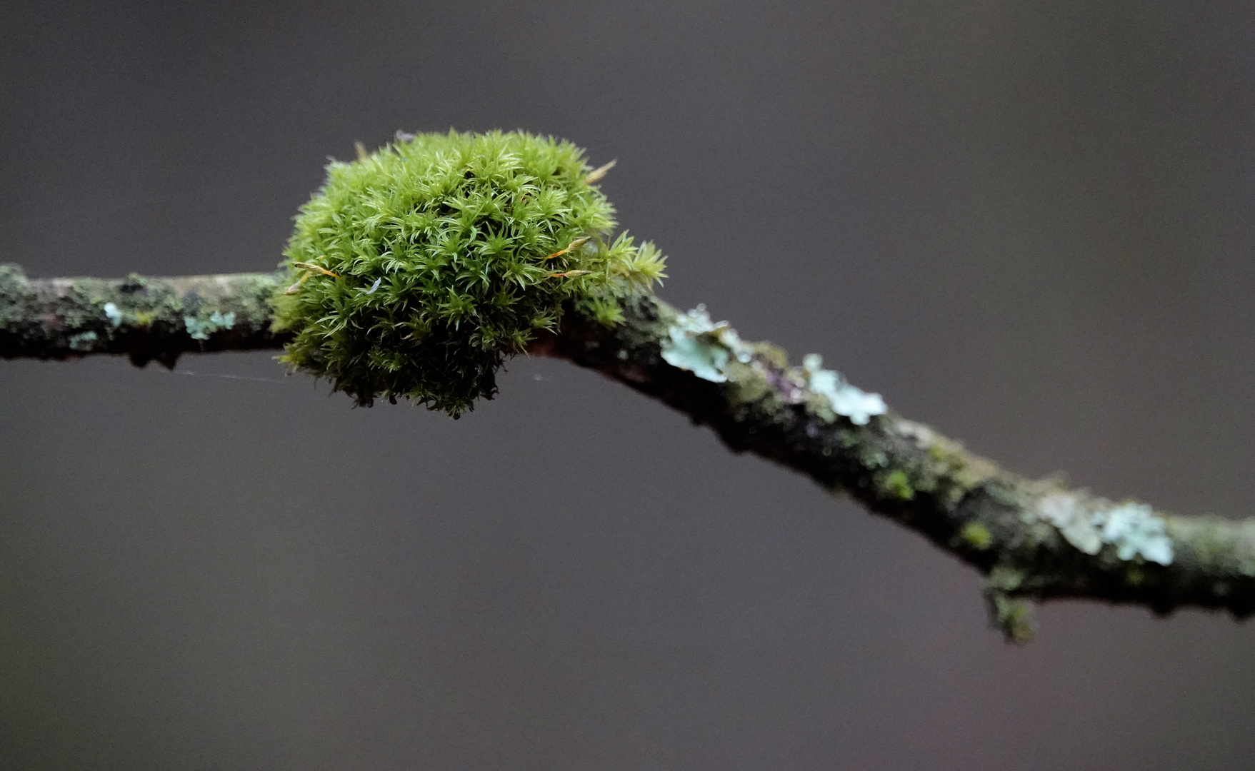 Moos auf Ast Foto & Bild | pflanzen, pilze & flechten, jahreszeiten ...