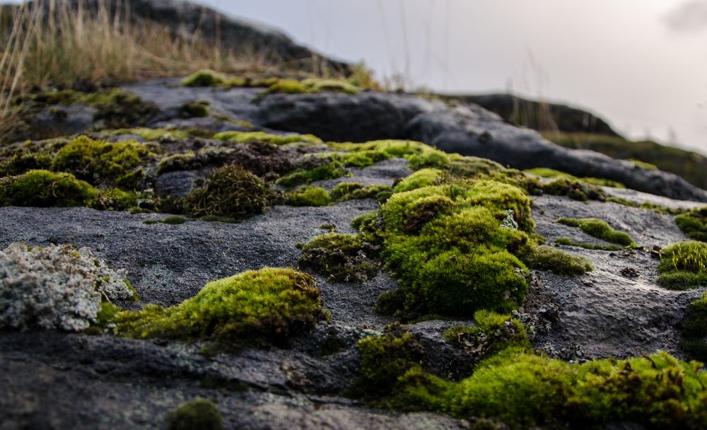 Moos auf Stein Foto & Bild | pflanzen, pilze & flechten, moose & farne ...
