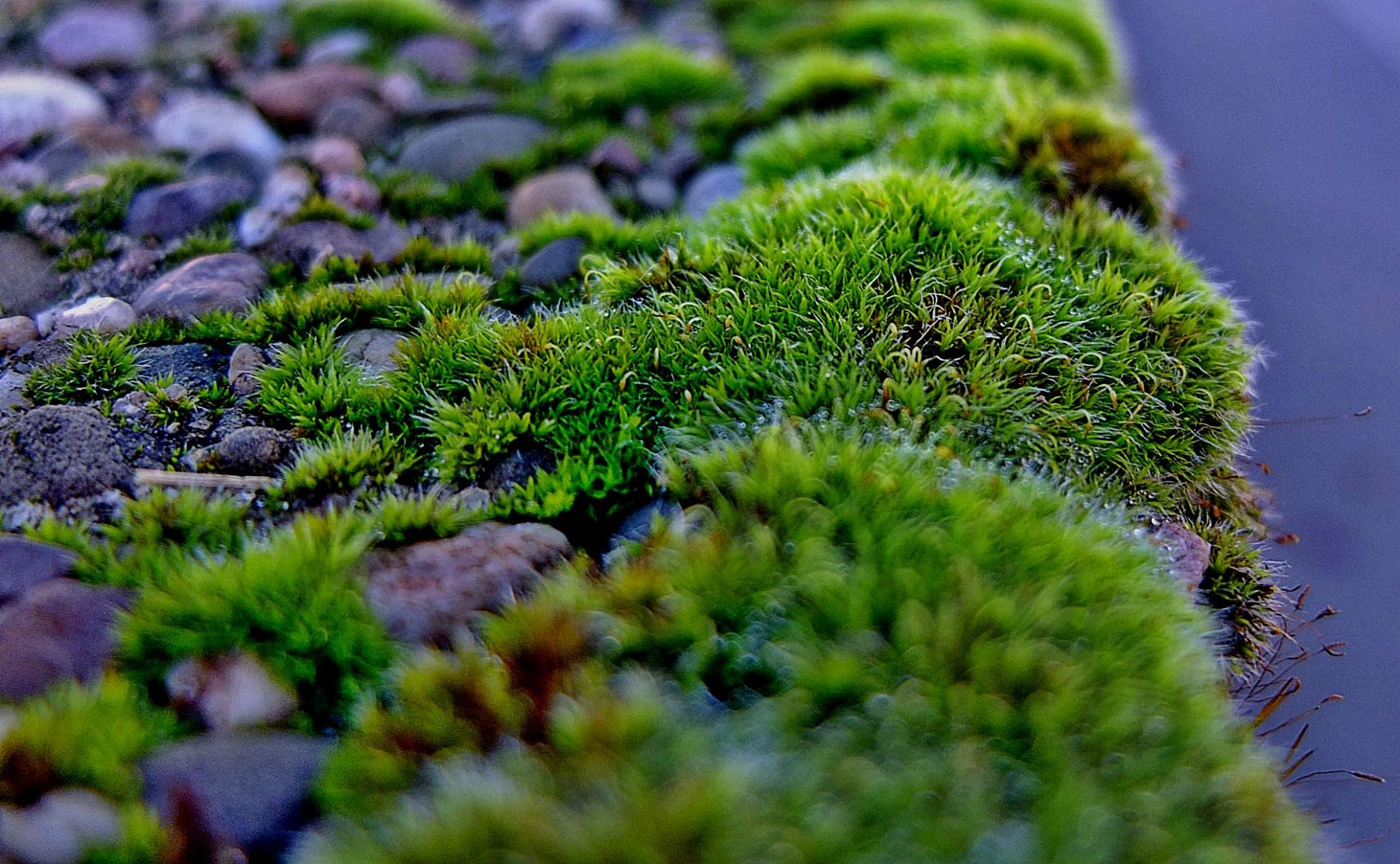 Moos auf Stein, einfach Fein Foto & Bild | pflanzen, pilze & flechten ...