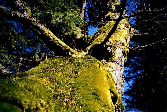 Moos Baum Himmel Foto & Bild | landschaft, lebensräume, stadt land ...