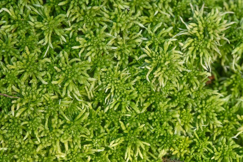 Moos-Bild Foto & Bild | pflanzen, pilze & flechten, makro, natur Bilder ...