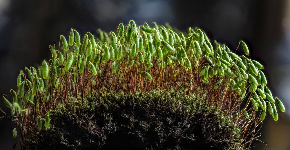 Moos Foto & Bild | natur, pflanzen, pilze & flechten, natur-makros Bilder auf fotocommunity