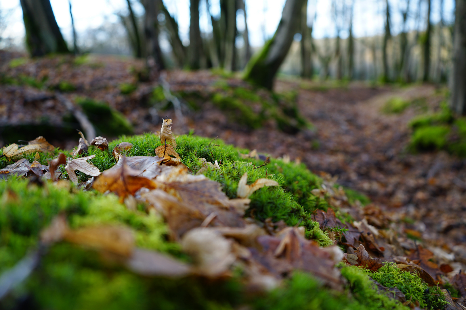 Moos des Waldes Foto & Bild | landschaft, lebensräume, wald Bilder auf ...