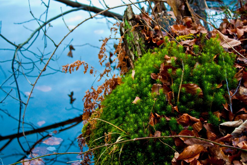 Moos Foto & Bild | natur, pflanzen, youth Bilder auf fotocommunity