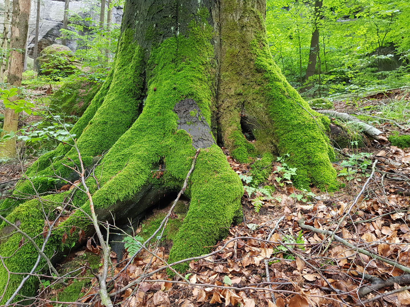 Moos Foto & Bild | pflanzen, pilze & flechten, bäume, baumrinden,-wurzeln, Äste Bilder auf ...