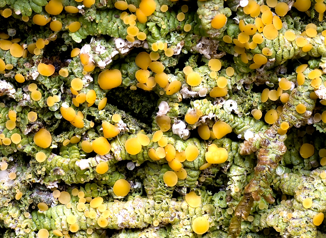 Moos-Flechte Foto & Bild | pflanzen, pilze & flechten, pilze & flechten, flechten Bilder auf ...