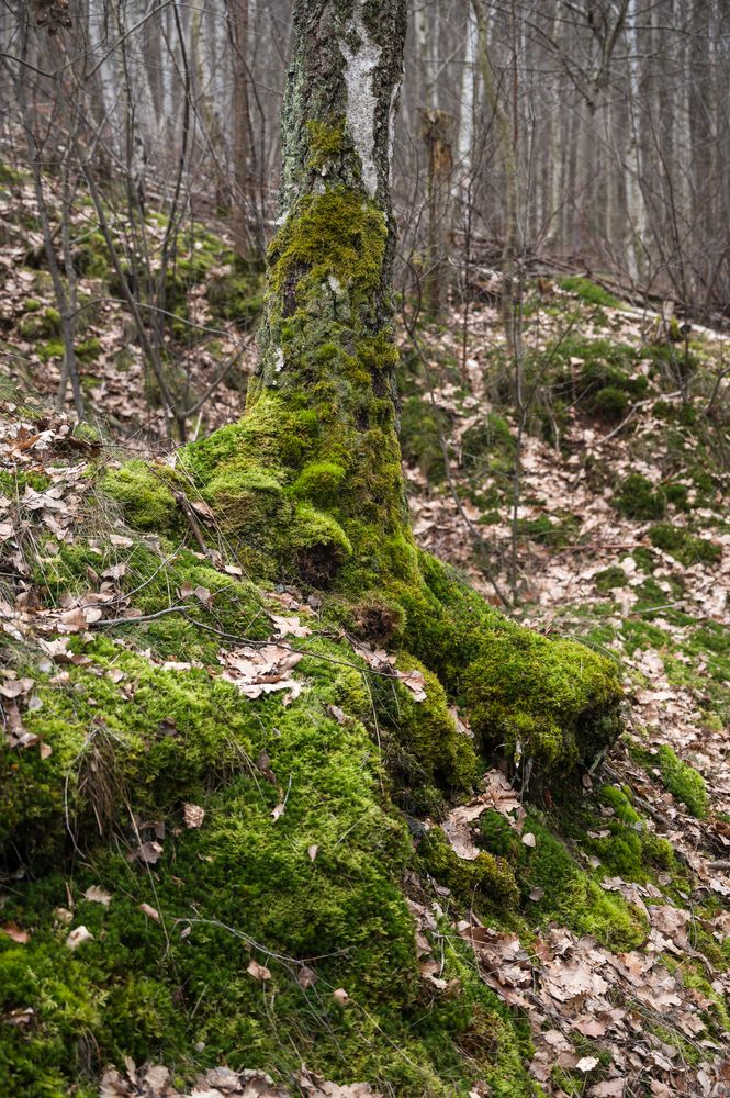 Moos im Stadtwald II Foto & Bild | pflanzen, pilze & flechten ...