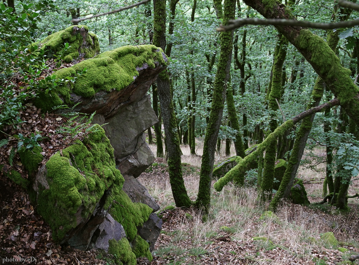 Moos im Wald Foto & Bild | landschaft, wald, natur Bilder auf fotocommunity