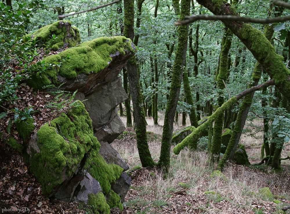 Moos im Wald Foto & Bild | landschaft, wald, natur Bilder auf fotocommunity