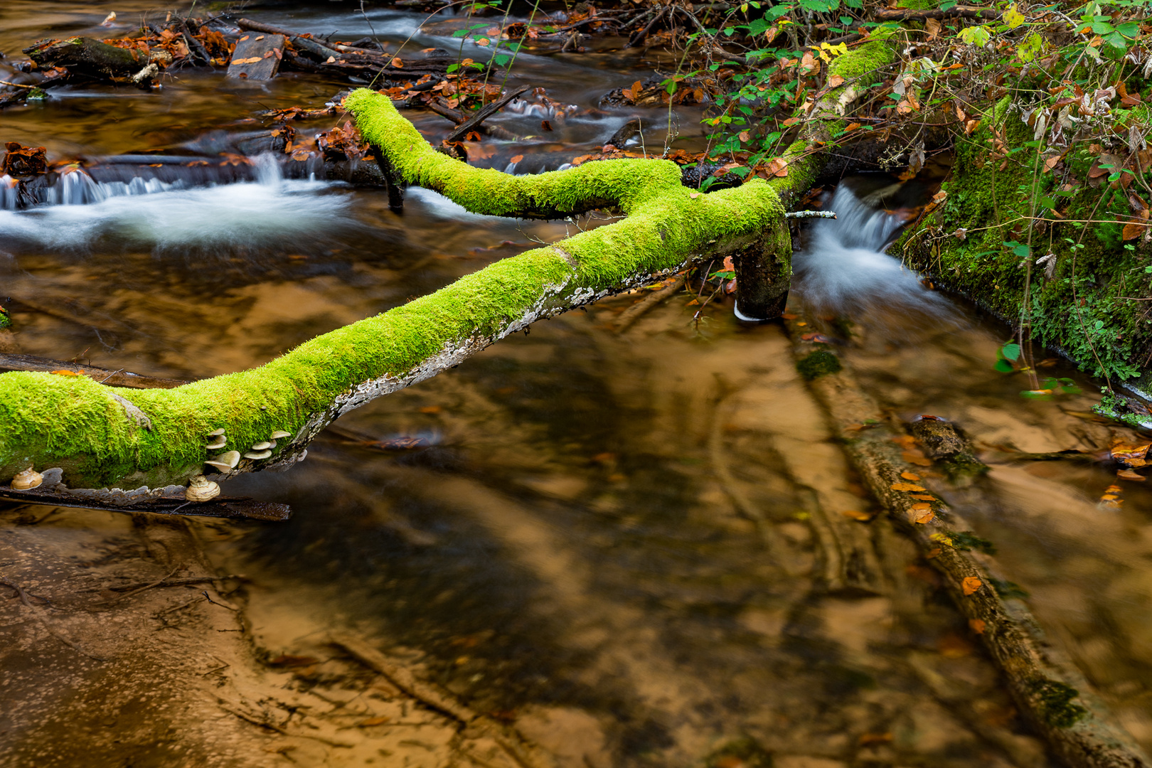 Moos in der Schlucht Foto & Bild | landschaft, wasserfälle, techniken ...