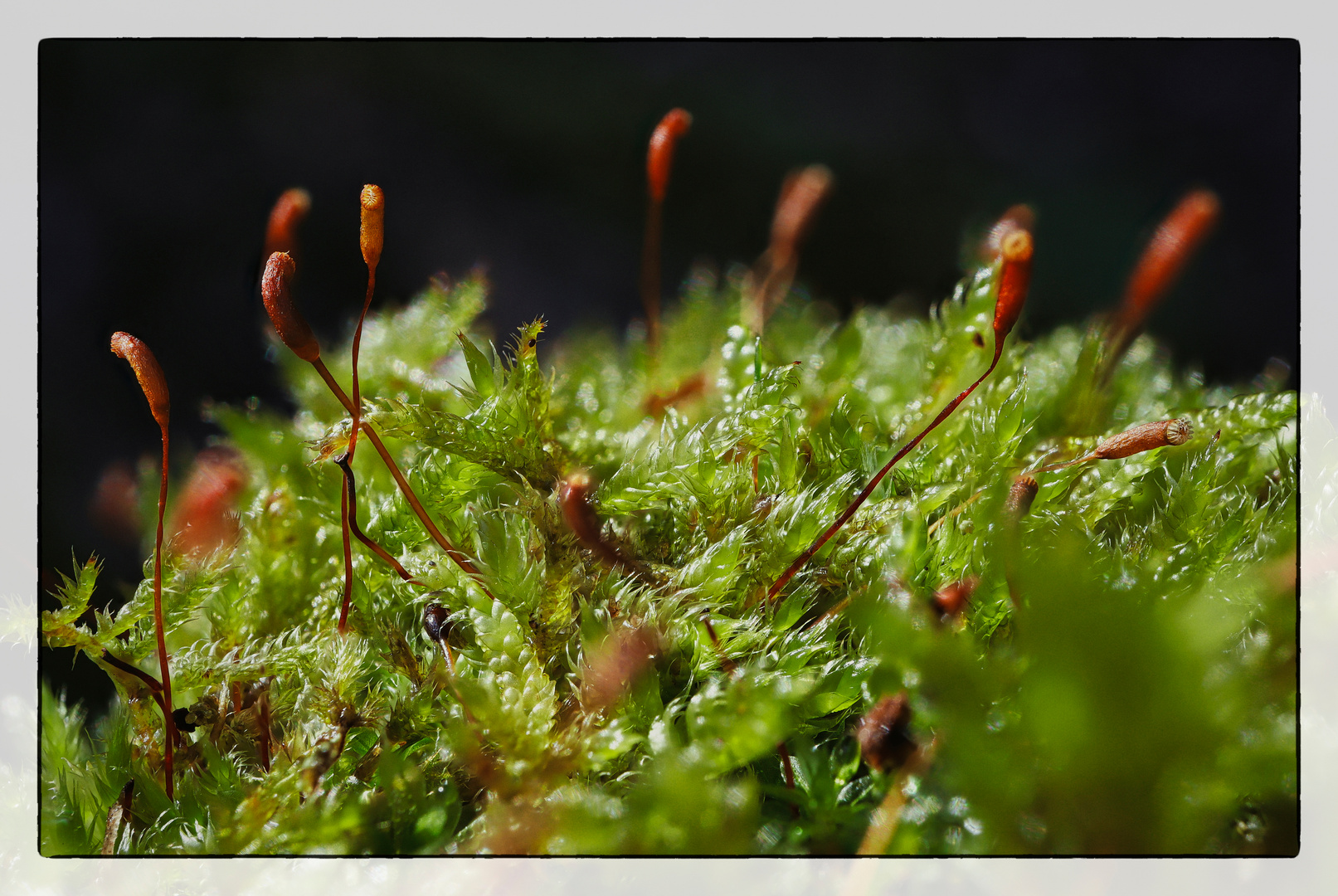 Moos mit Sporenkapseln Foto & Bild | wald, natur, krokusse Bilder auf ...