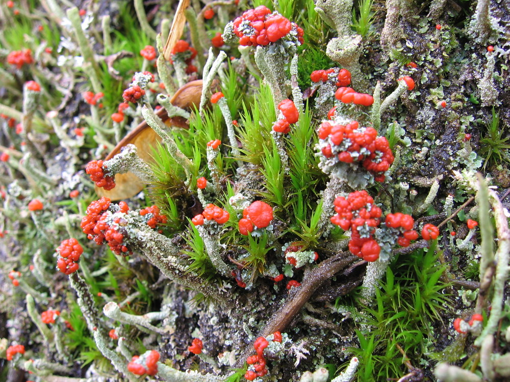 Moos, oder Pilze? Foto & Bild | pflanzen, pilze & flechten, natur Bilder auf fotocommunity