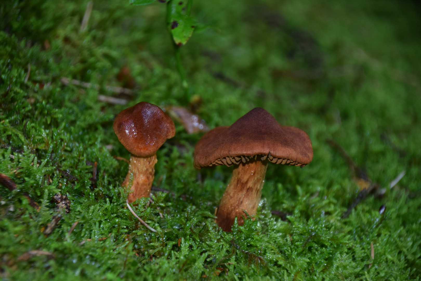 Moos Pilz Foto & Bild | bilder, nature, wald Bilder auf fotocommunity