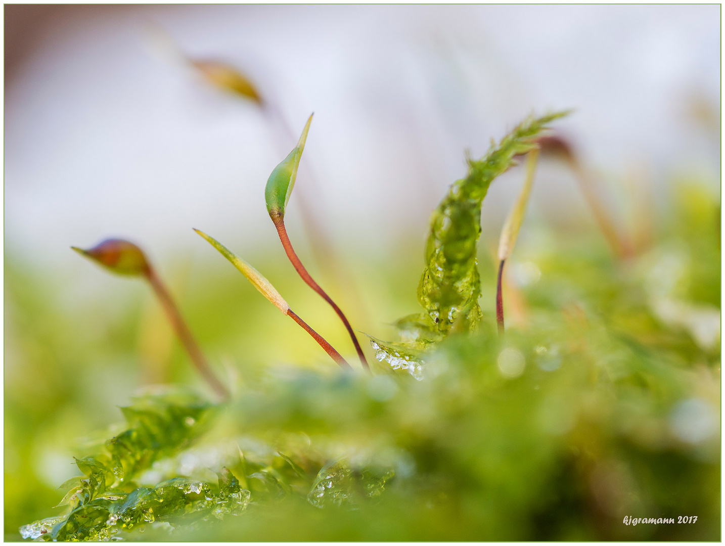 moos sporen..... Foto & Bild | makro, winter, eis Bilder auf fotocommunity