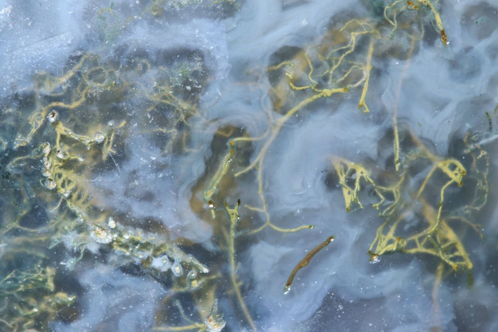 Moosachat mit biogenem Innenleben - Gallionella ferruginea Foto & Bild ...