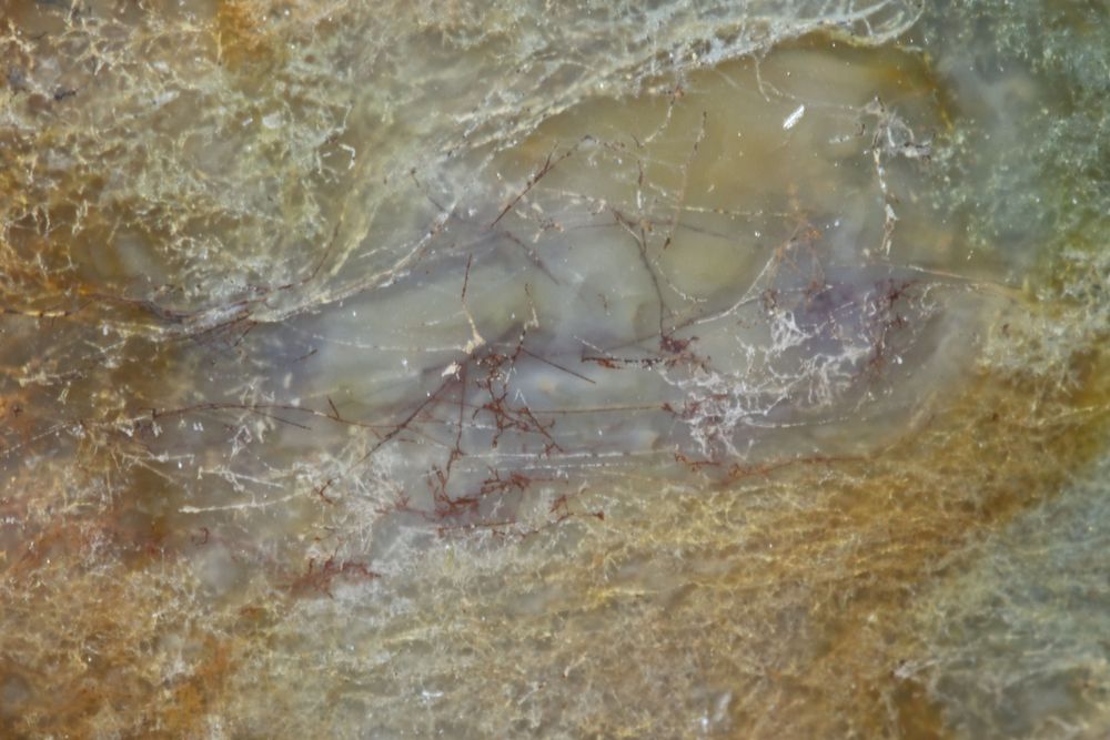 Moosachat mit biogenem Innenleben - Gallionella ferruginea Foto & Bild ...