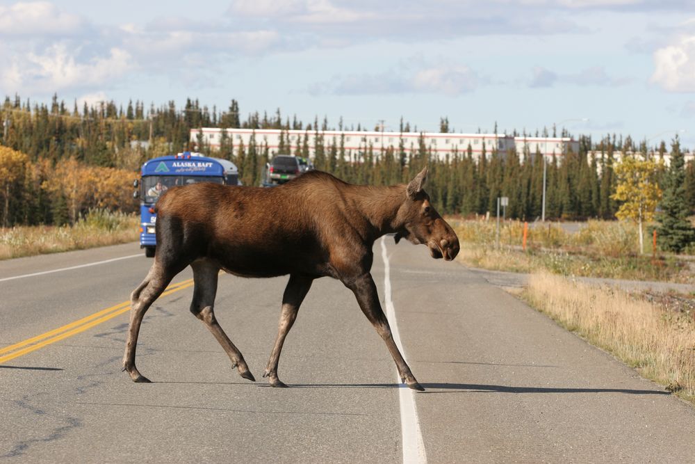 Moose Crossing Foto & Bild | tiere, wildlife, wildlife: sonstige tiere ...