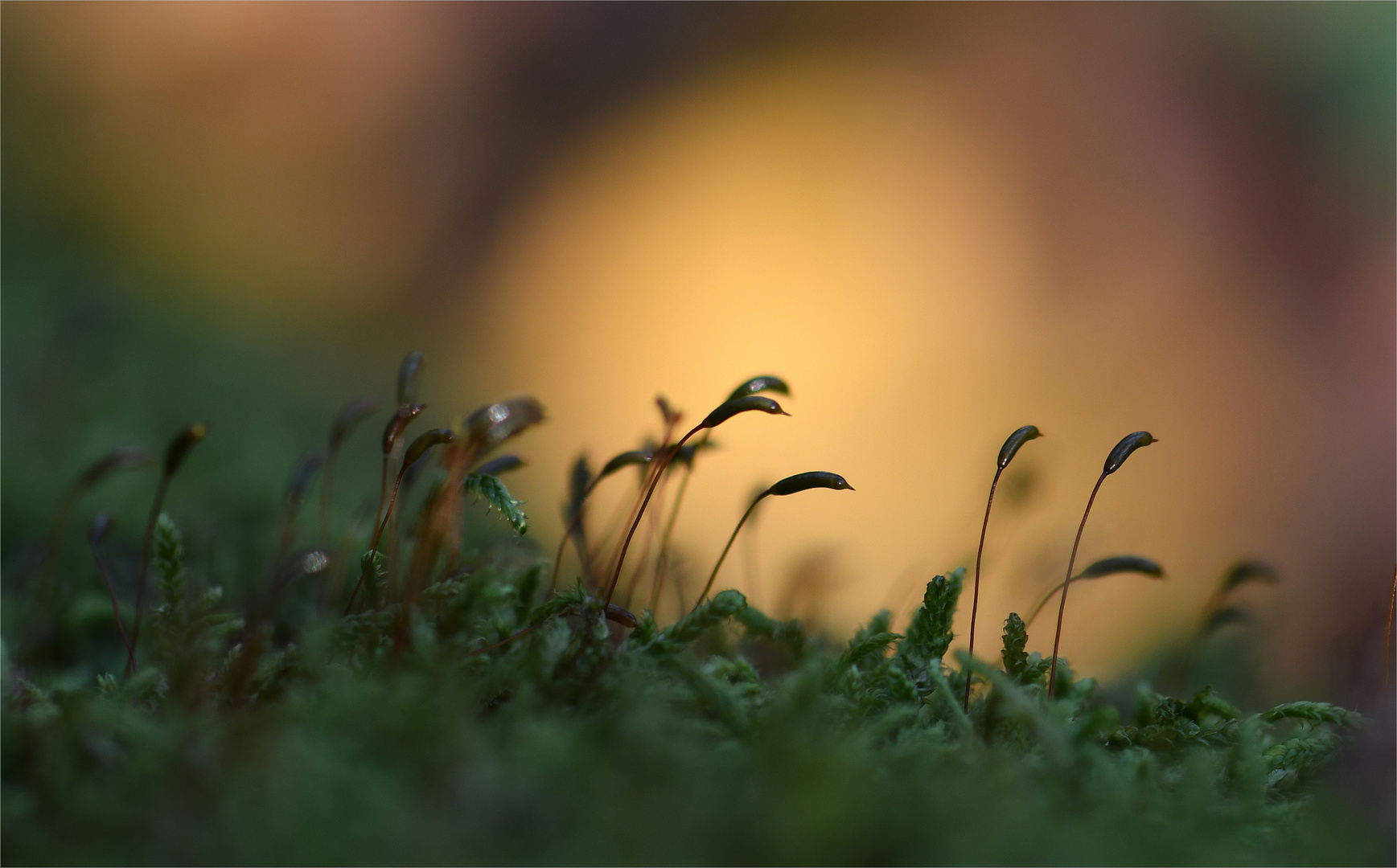 *Moose im Wald* Foto & Bild | pflanzen, pilze & flechten, natur-makros ...