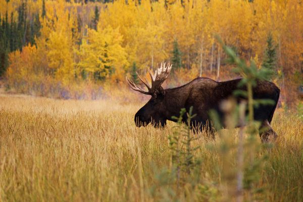 Laeisa - Fotos & Bilder - Fotograf | fotocommunity