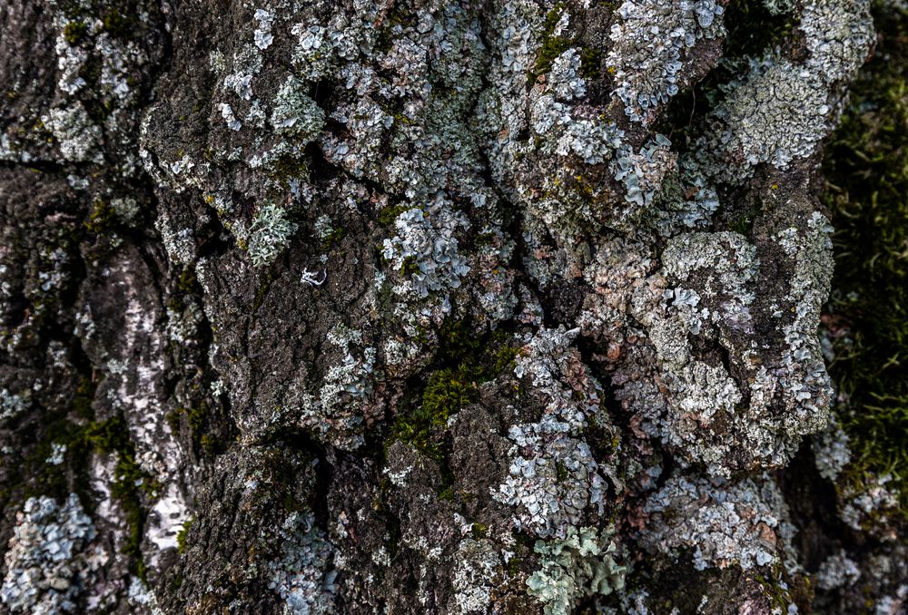 Moose und Flechten Foto & Bild | pflanzen, pilze & flechten, bäume, natur-makros Bilder auf ...