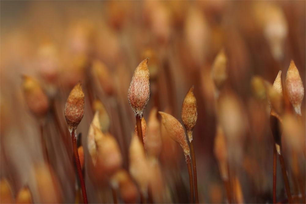 Moosi - Sehnsucht nach Farbe Foto & Bild | frühling, macro, heide ...