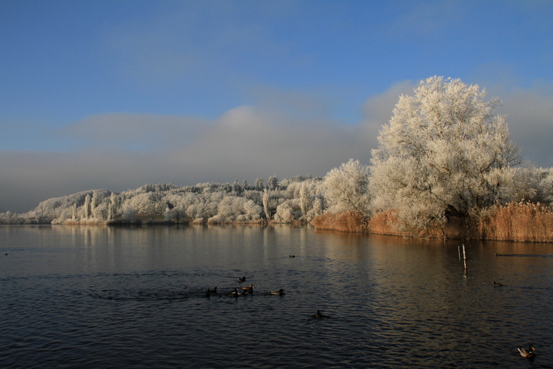 Moossee Foto & Bild | wald, kalt, wasser Bilder auf fotocommunity