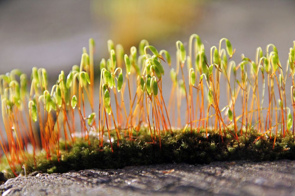 Moossporen Foto & Bild | natur, pflanzen, moos Bilder auf fotocommunity