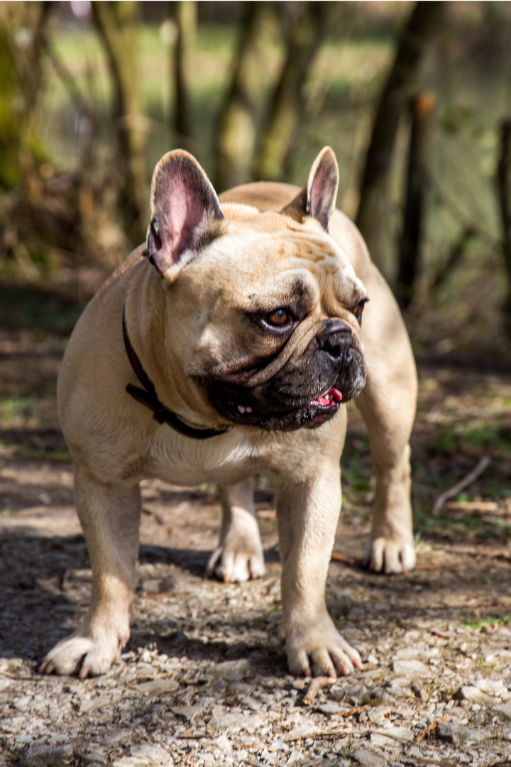 Mops Foto & Bild | tiere, haustiere, hunde Bilder auf fotocommunity
