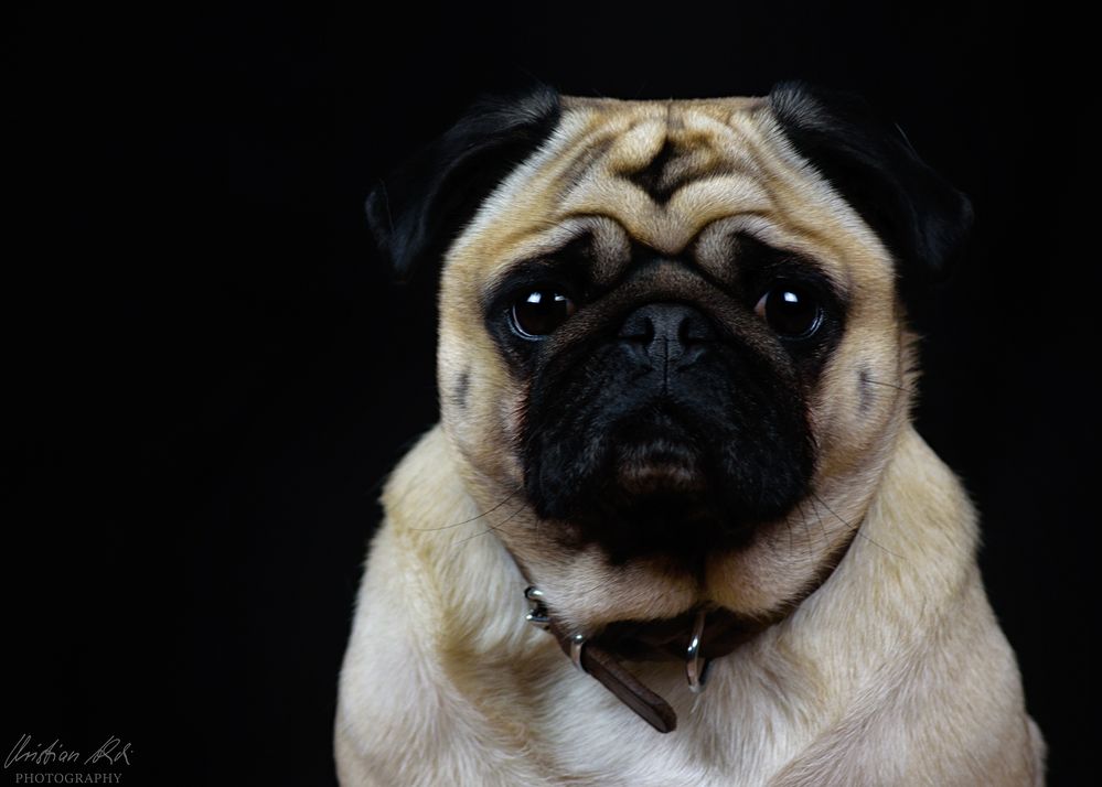 Mops Foto & Bild | tiere, haustiere, hunde Bilder auf fotocommunity