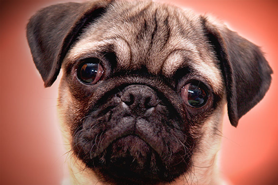 ...Mops-Portrait... Foto & Bild | tiere, haustiere, hunde Bilder auf ...