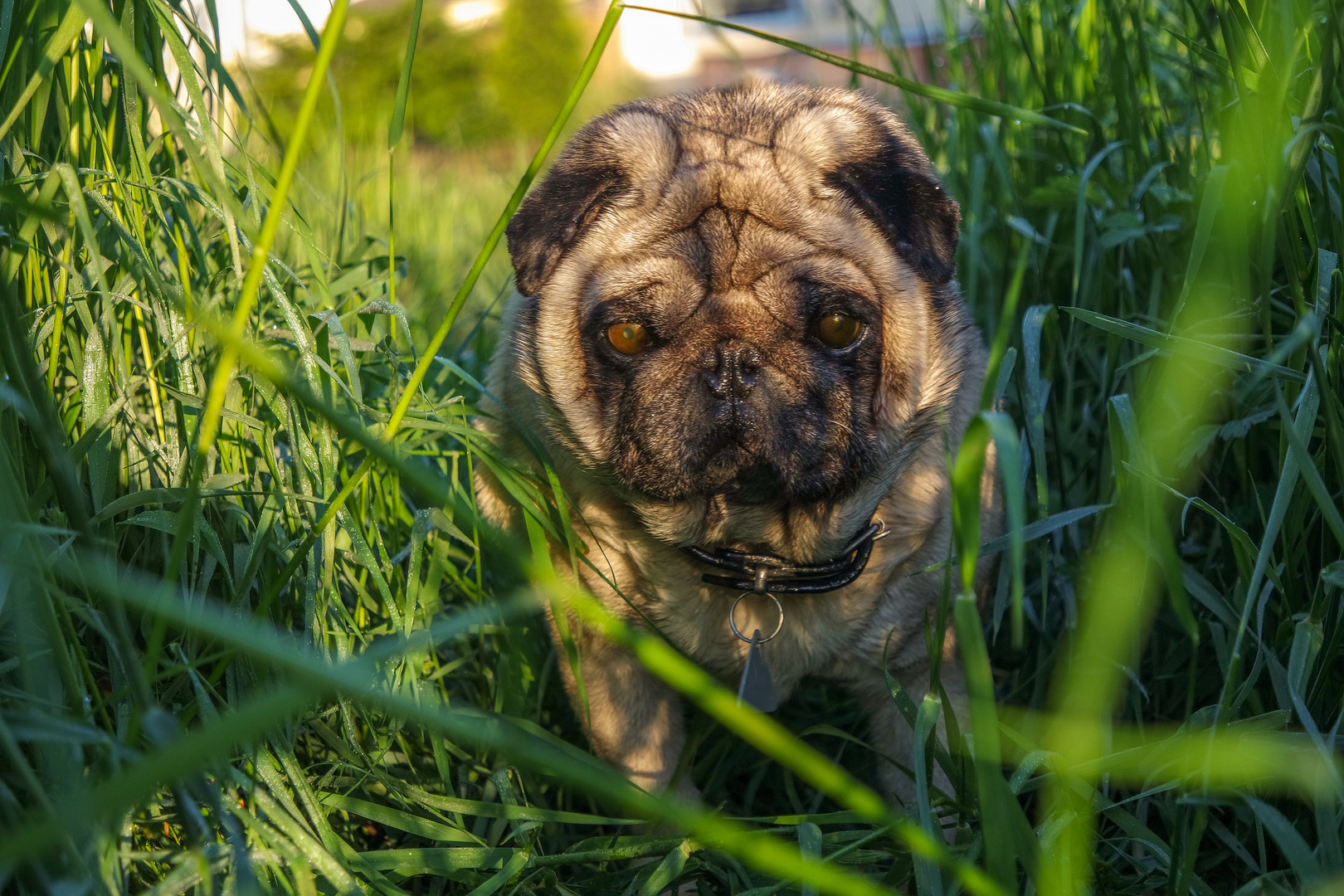 Mops/Pug Foto & Bild | tiere, haustiere, hunde Bilder auf fotocommunity