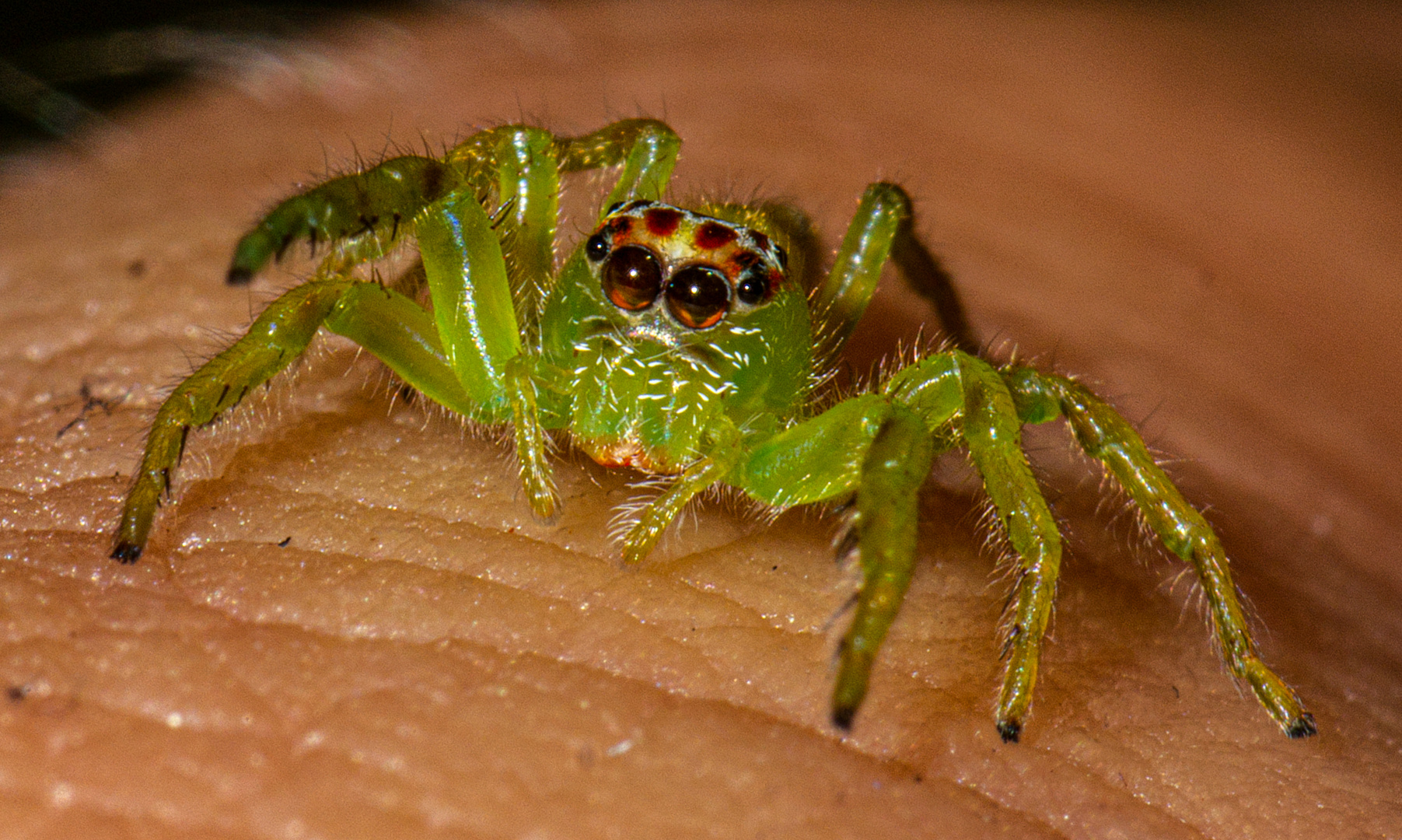 Mopsus mormon Foto & Bild | australia, nature, gruen Bilder auf ...
