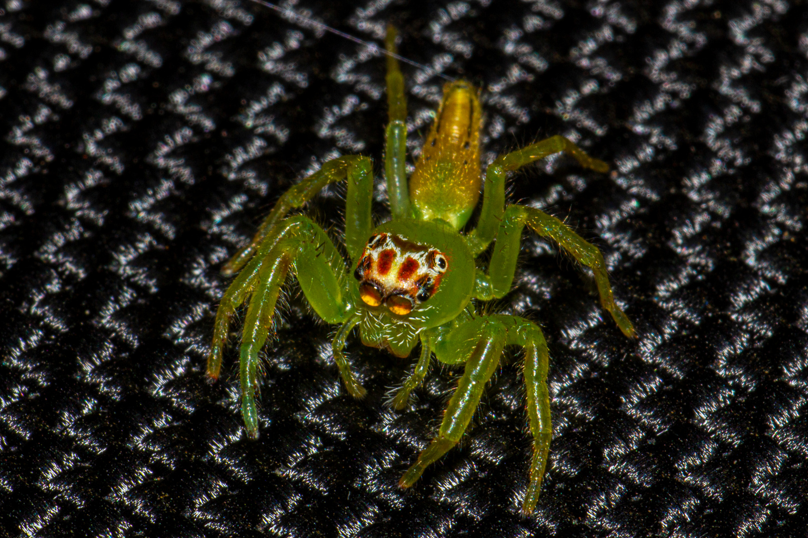 Mopsus mormon Foto & Bild | australia, nature, gruen Bilder auf ...