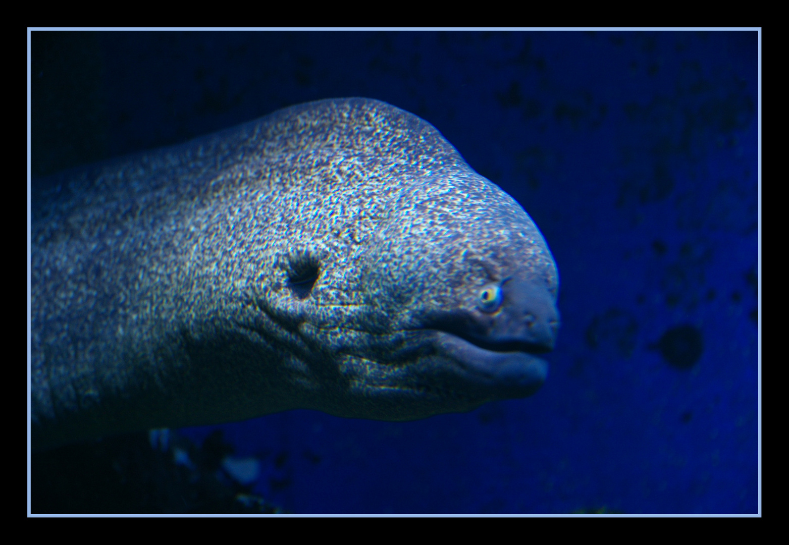 Moräne Foto & Bild | tiere, wildlife, fische Bilder auf fotocommunity